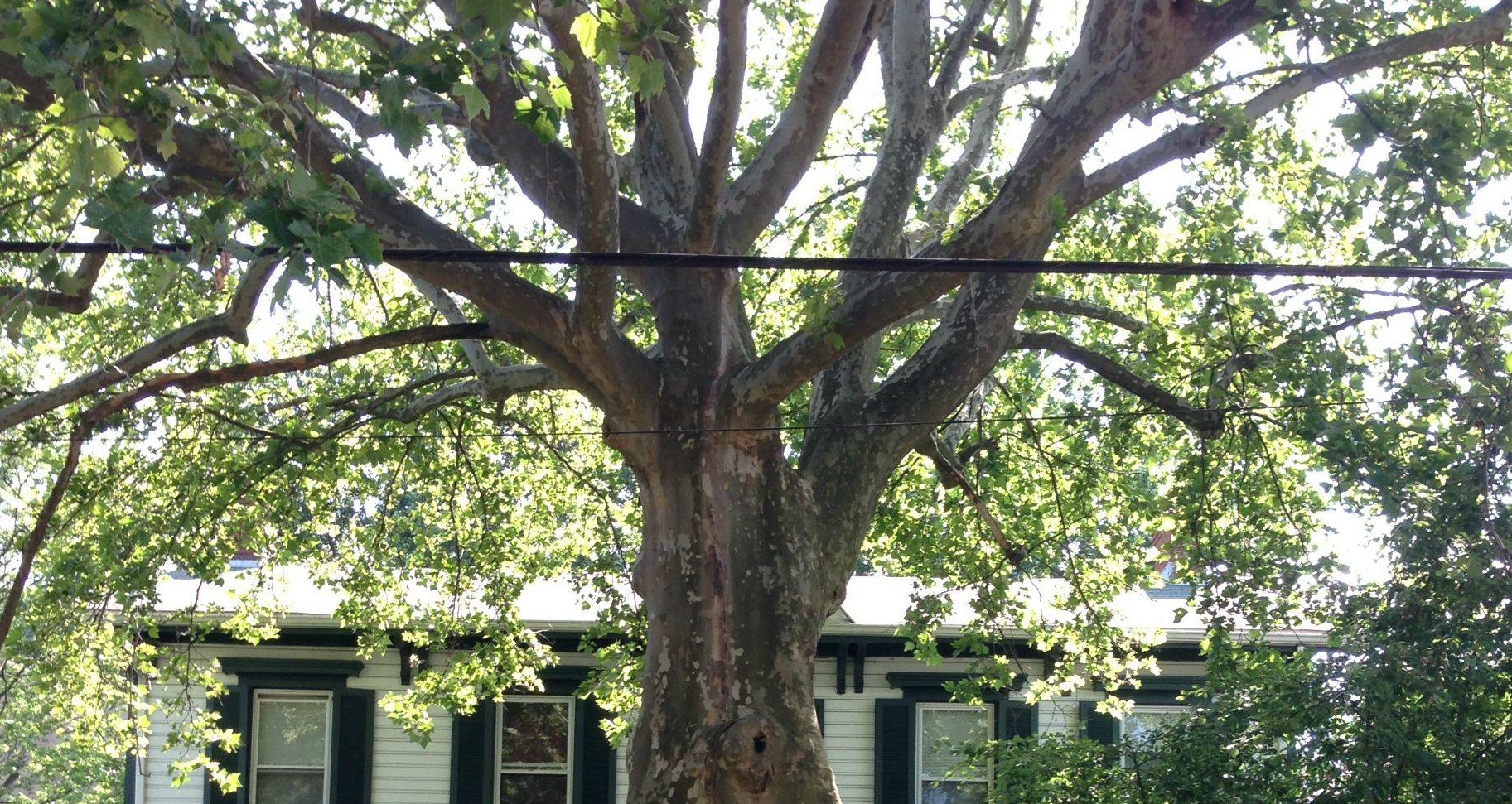 Voitko uskoa että tämä on oikea puu - katso kuva!